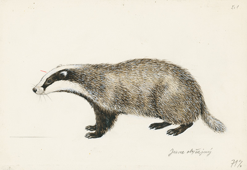 Jindřich Krejča – Jazvec obyčajný | Web umenia