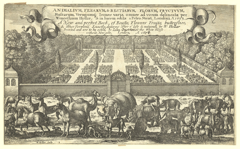 Václav Hollar – Animalium, Ferarum & Bestiarum, Florum, Fructum ...